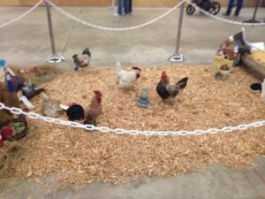 Livestock - Citrus County Fair
